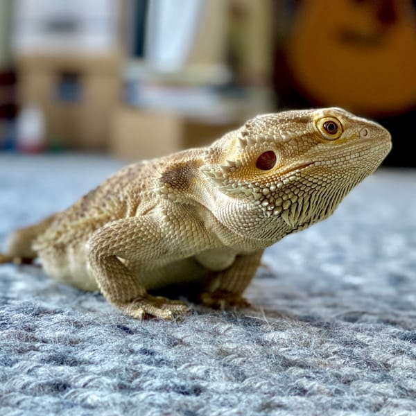 Bando, Beloved Lizard